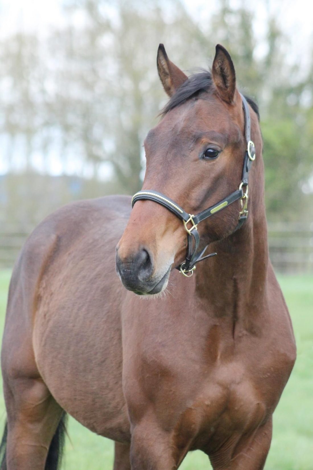 Le Haras des Coudrettes | Jonathan Express HDC en route vers le sud