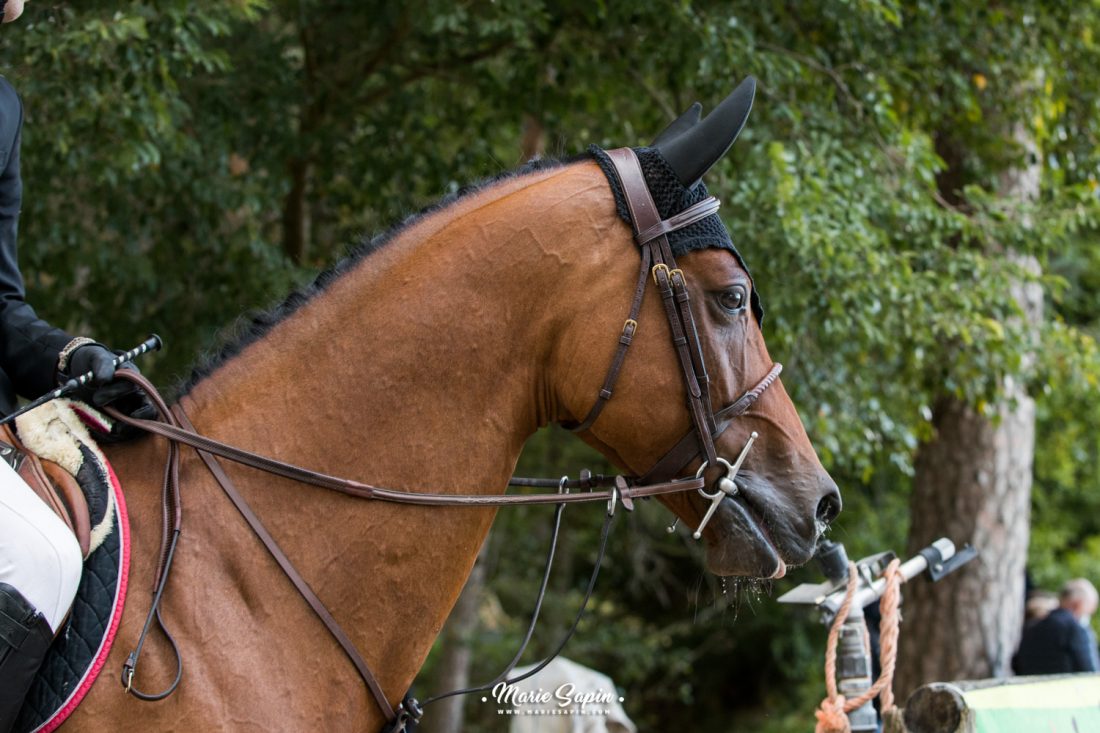 Le Haras des Coudrettes | Bonne route Flash Mcqueen