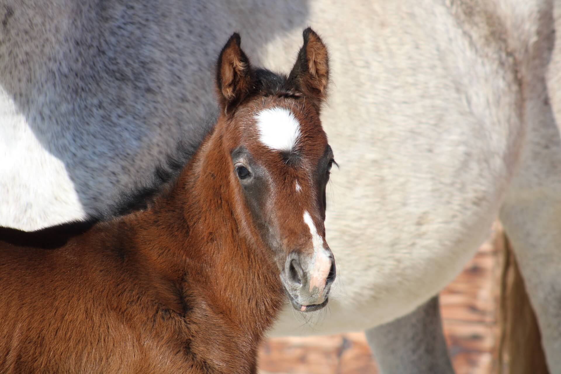 Le Haras des Coudrettes | Naos Star HDC